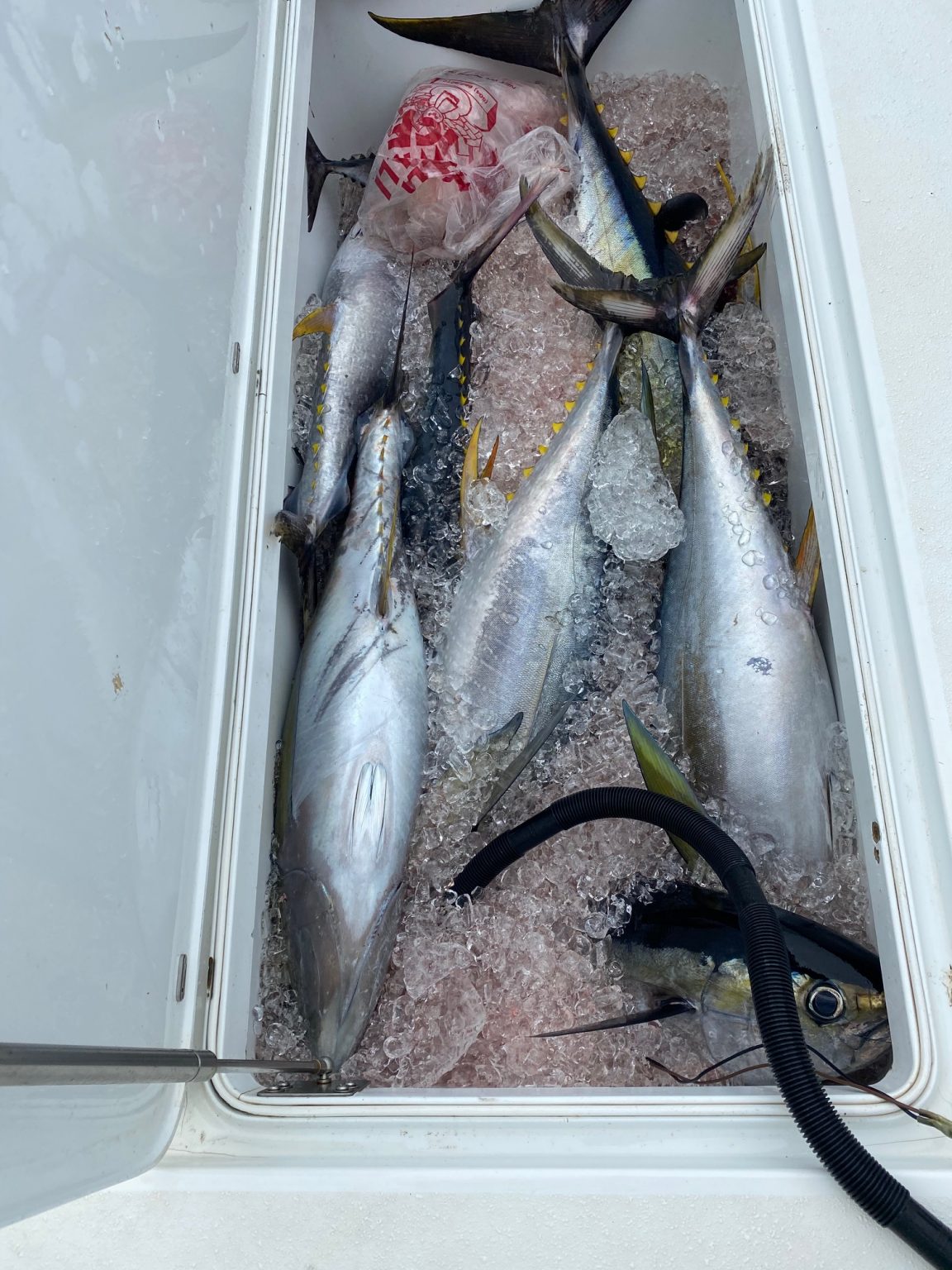 Venice Fishing Reports by Champion Fishing Charters